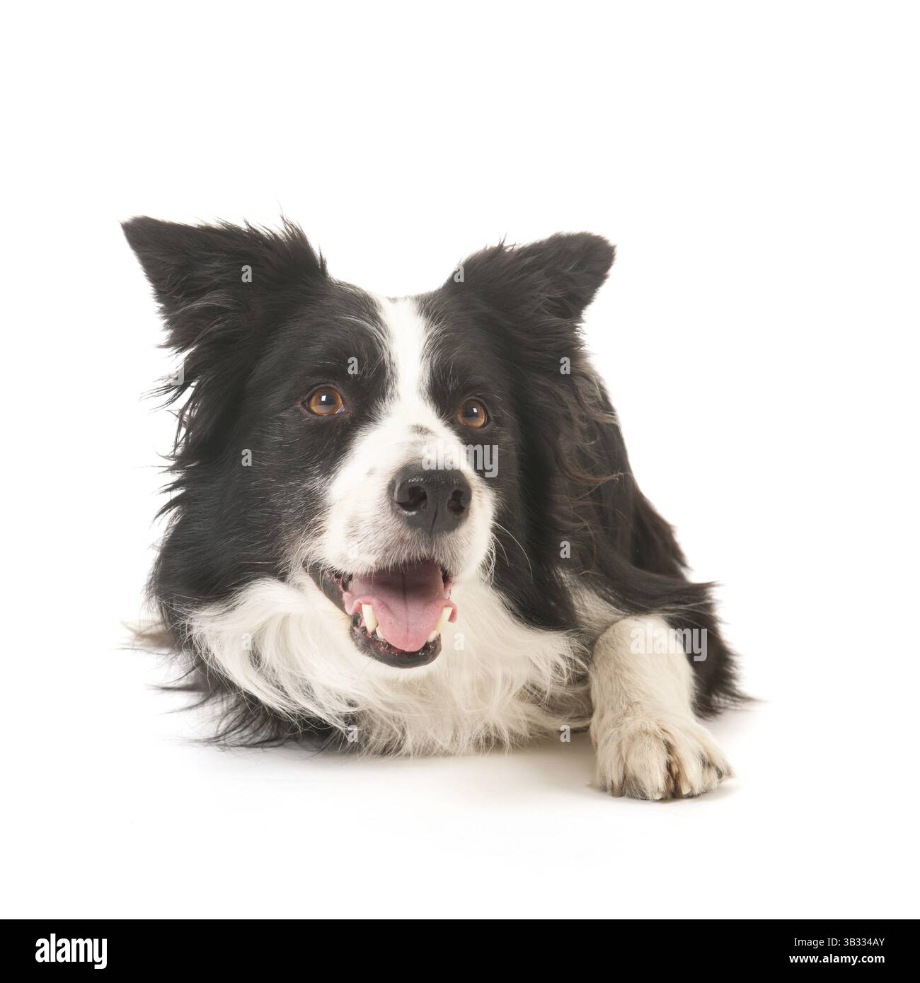 Border collie isolated over white background Stock Photo - Alamy