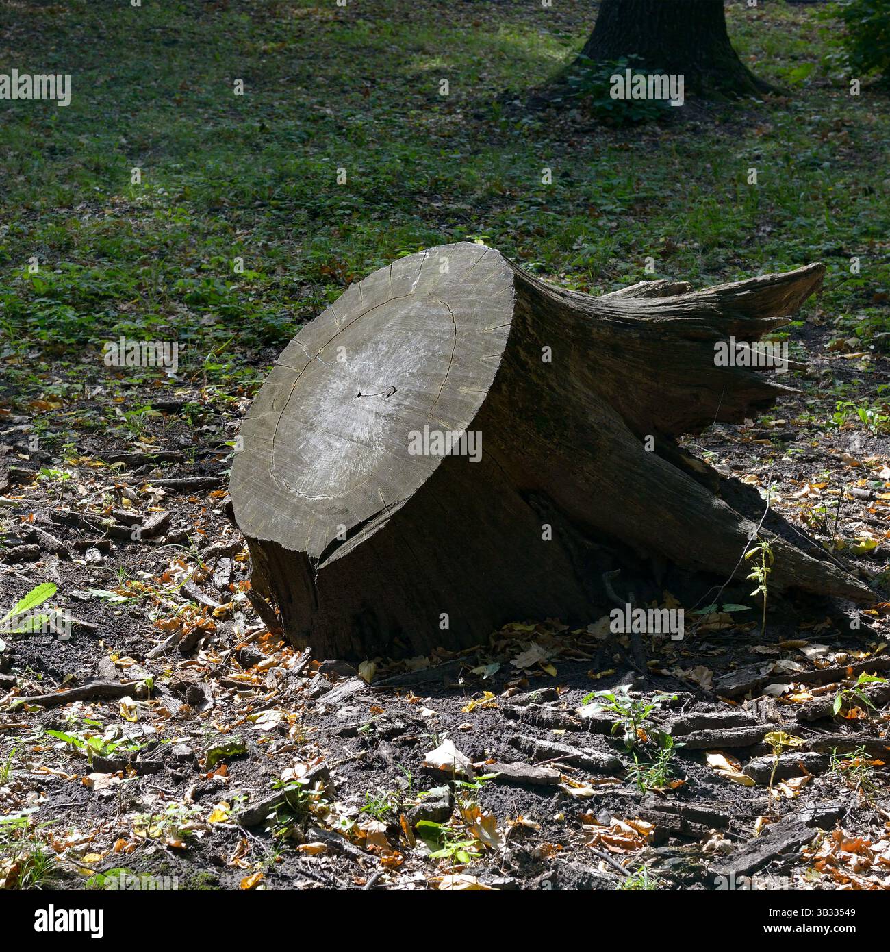 Old tree stump in park hi-res stock photography and images - Alamy