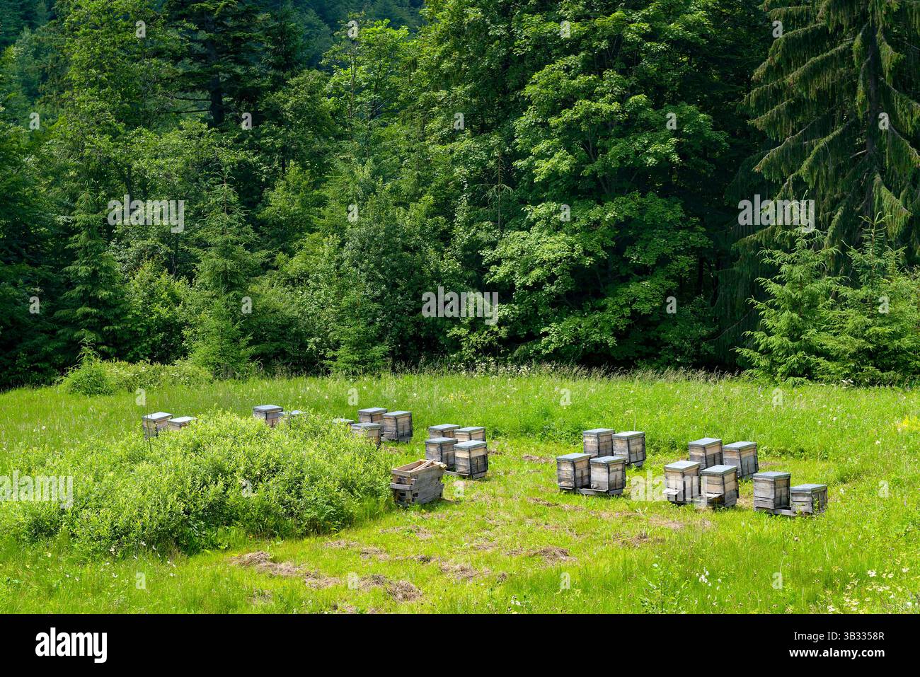 Apiary in the forest. Wooden hives for honey bees among green grass and ...
