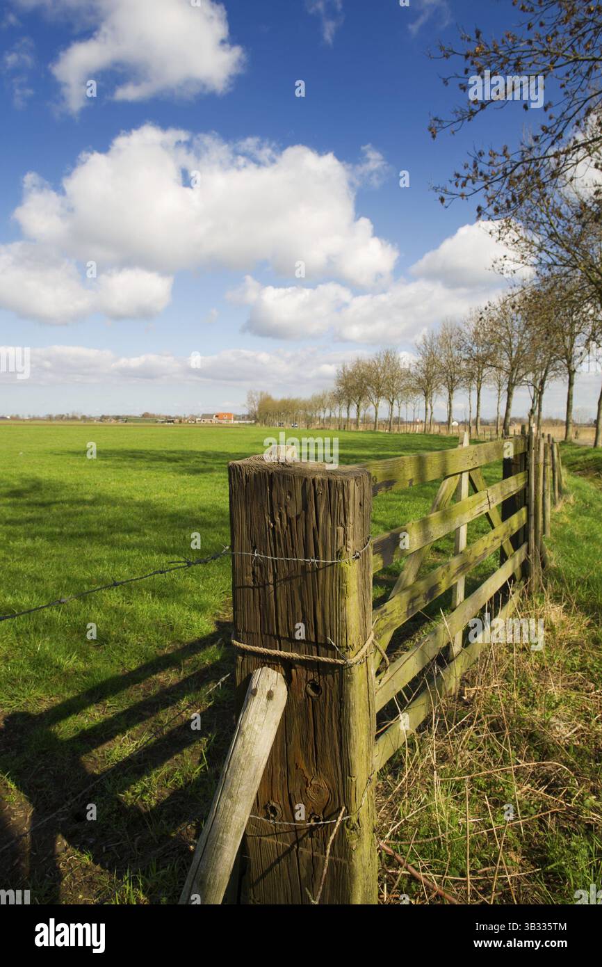 Typical dutch landscape with meadows and fences Stock Photo - Alamy