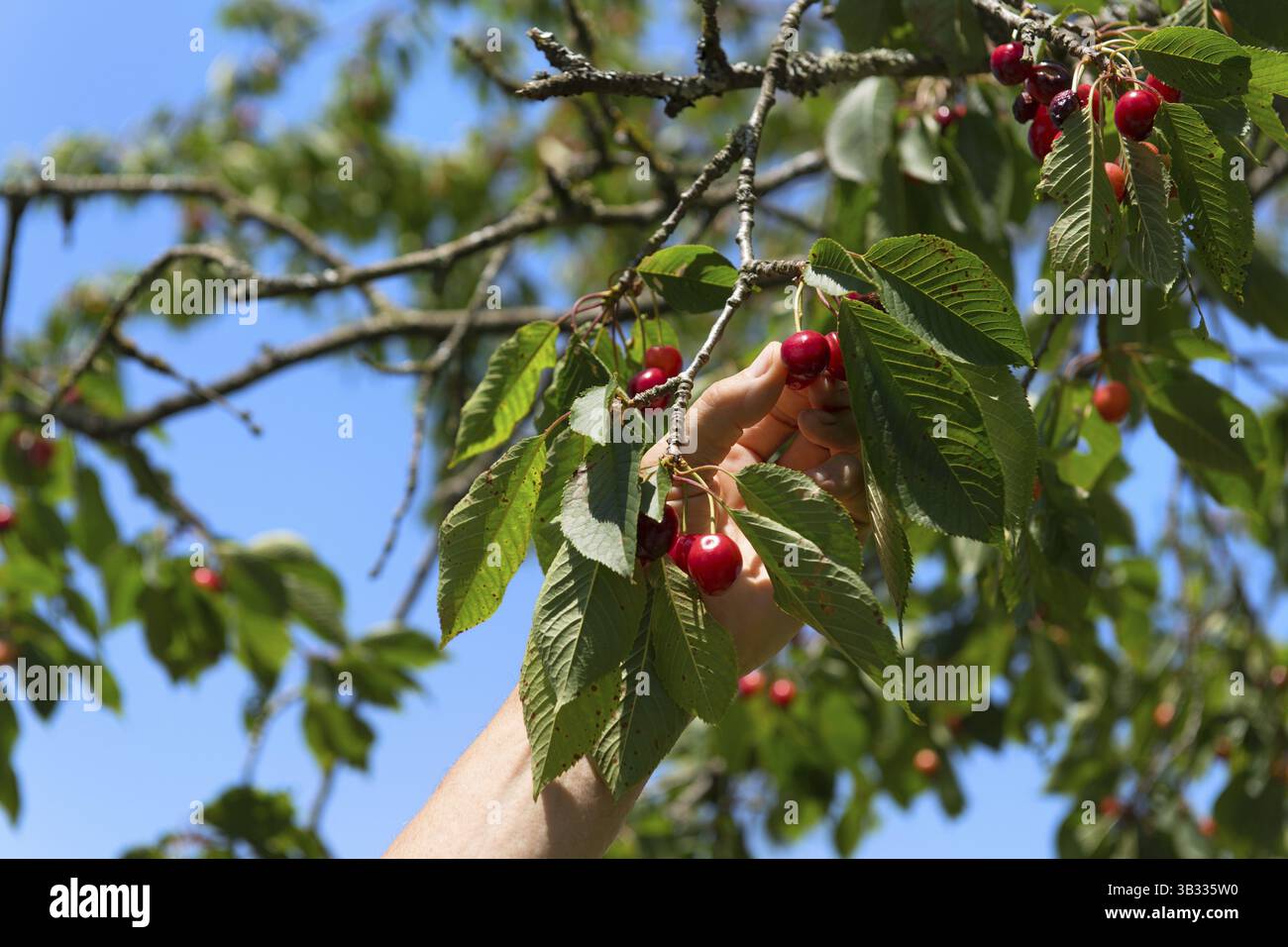 People hand picking one cherry hi-res stock photography and images - Alamy
