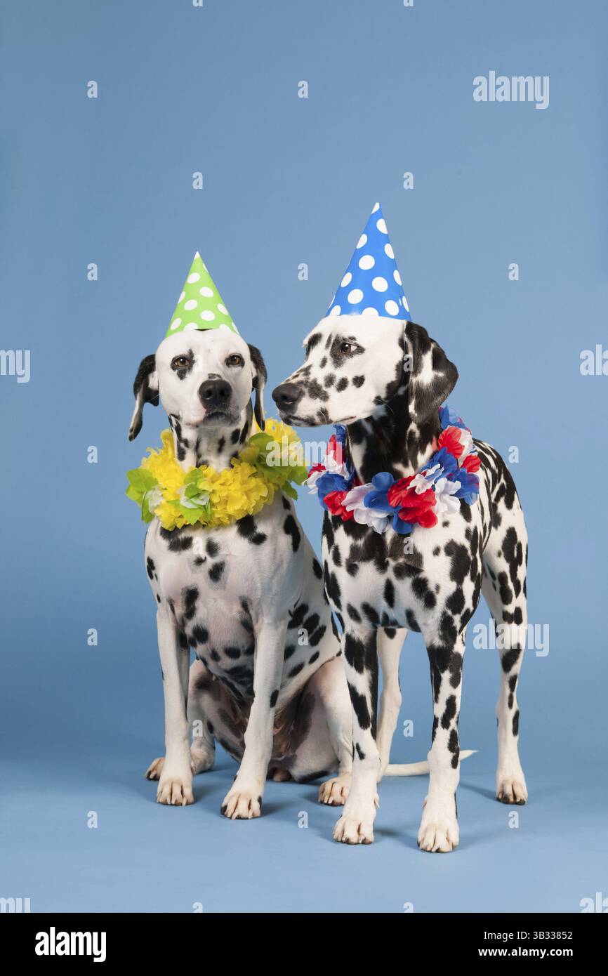 Portrait pure breed Dalmatian dogs with birthday hat and chains in ...
