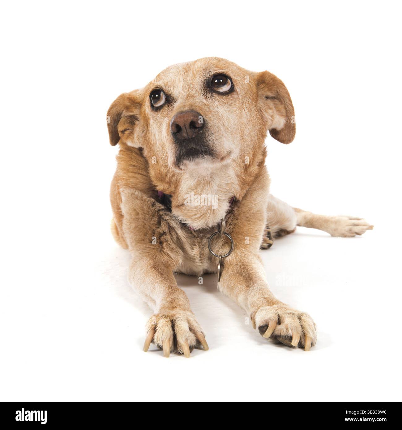 Old guilty dog laying at the floor isolated over white background Stock ...