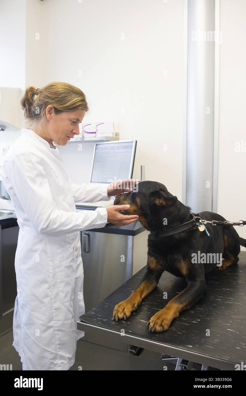 Examine big dog by the veterinarian Stock Photo - Alamy