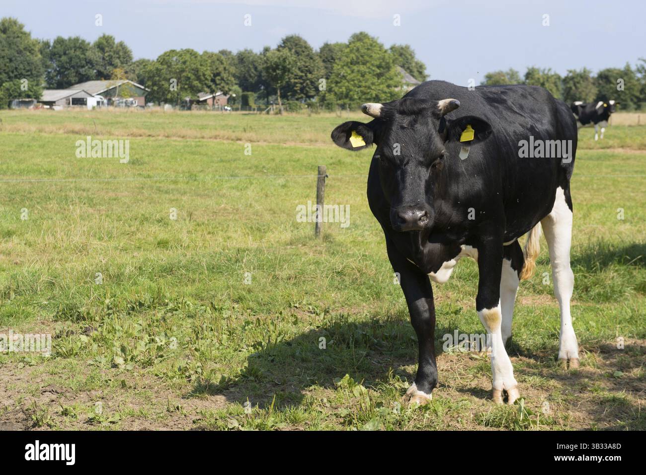 Dutch bull in landscape Stock Photo - Alamy
