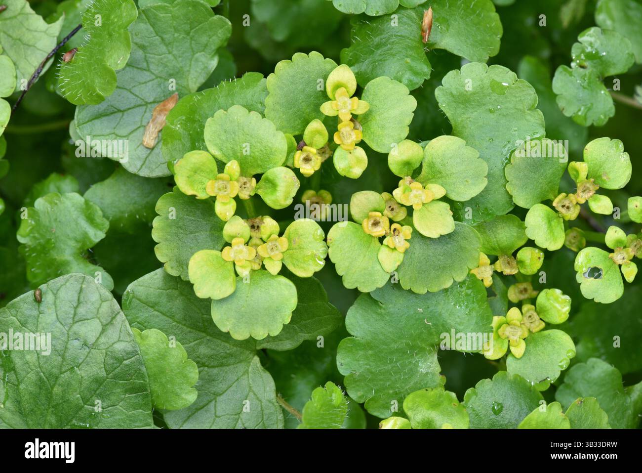 Alternate-leaved Golden-saxifrage - Chrysosplenium alternifolium Stock ...