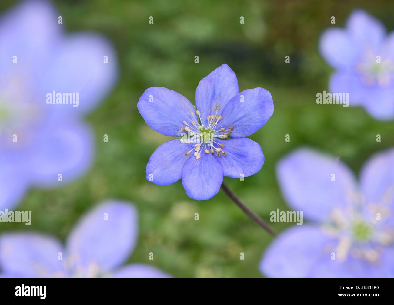 Liverleaf - Hepatica nobilis Stock Photo - Alamy