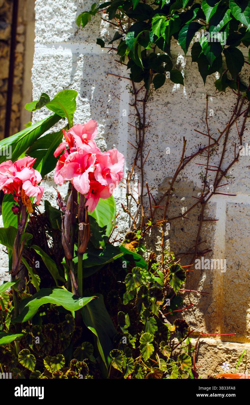 Canna indica,Indian shot, African arrowroot. The edible rhizomes are ...