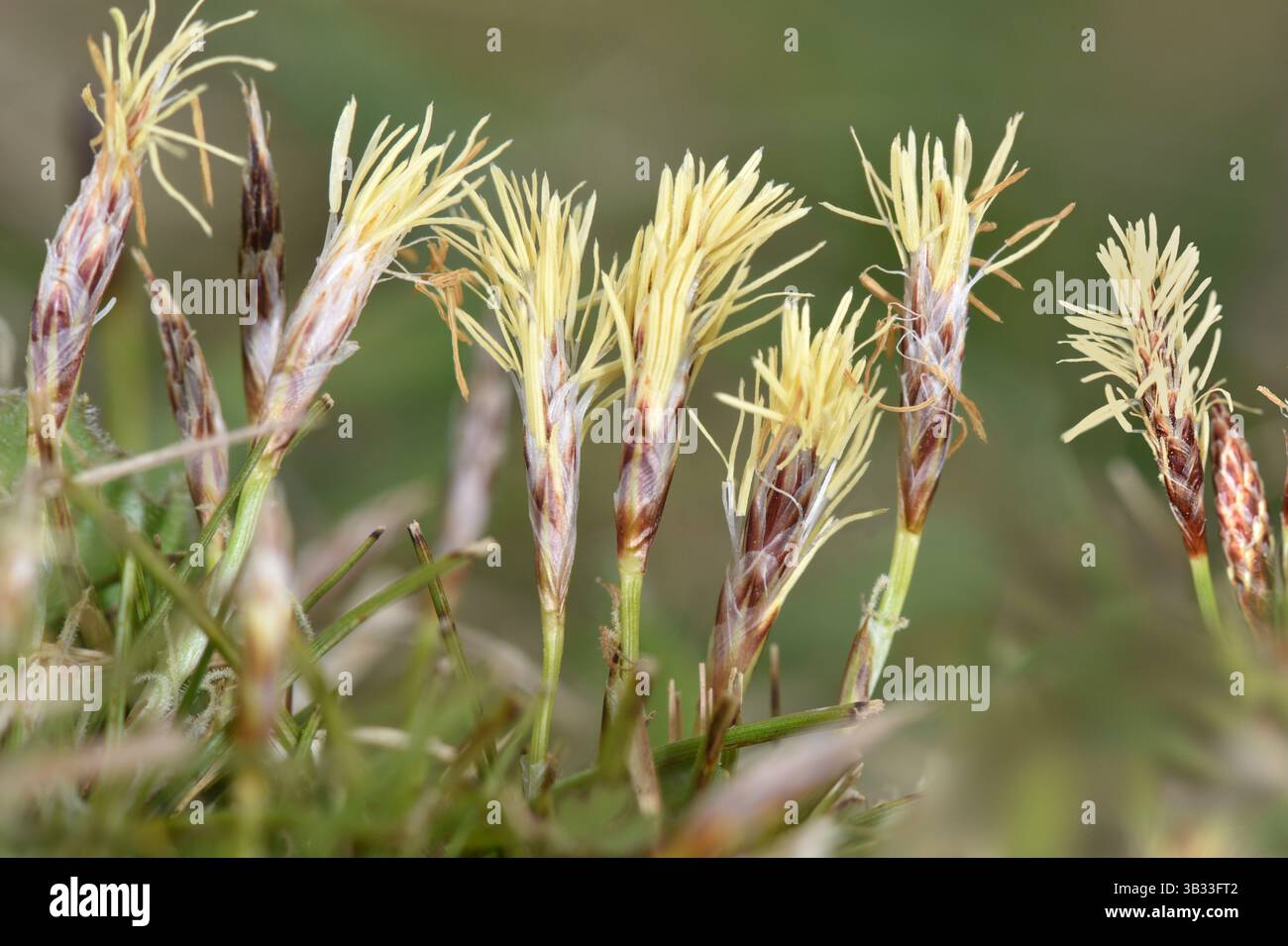 Dwarf sedge hi-res stock photography and images - Alamy
