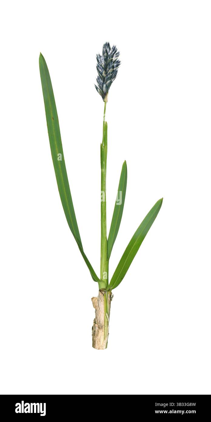 Moor uk Cut Out Stock Images & Pictures - Alamy