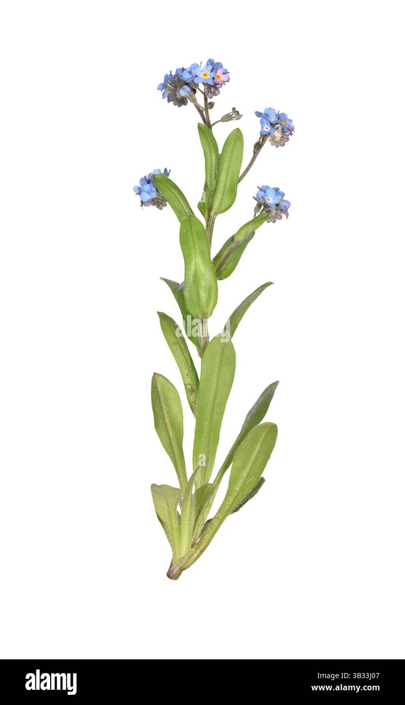 Uk not Cut Out Stock Images & Pictures - Alamy