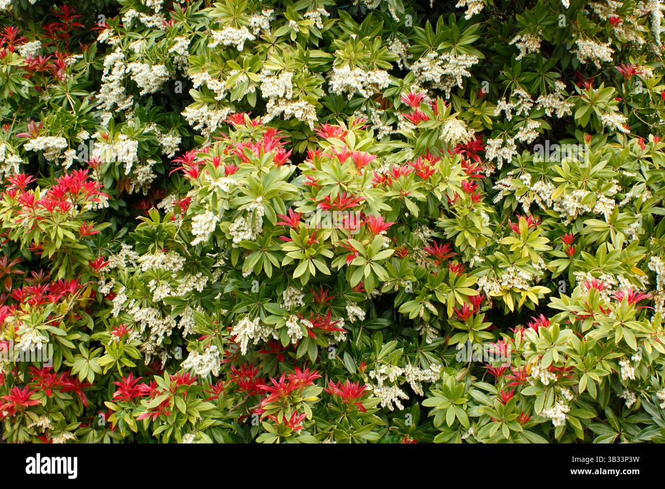 Pieris japonica Firecrest, an evergreen shrub, displaying ...