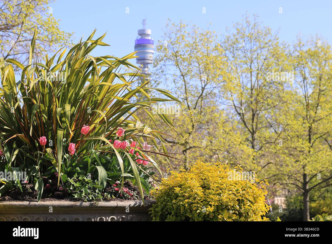 Spring flowers in the English Garden, in Regents Park, in London, UK ...