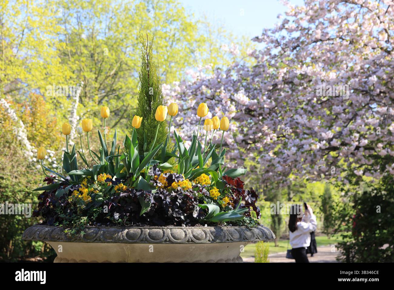 Spring flowers in the English Garden, in Regents Park, in London, UK ...