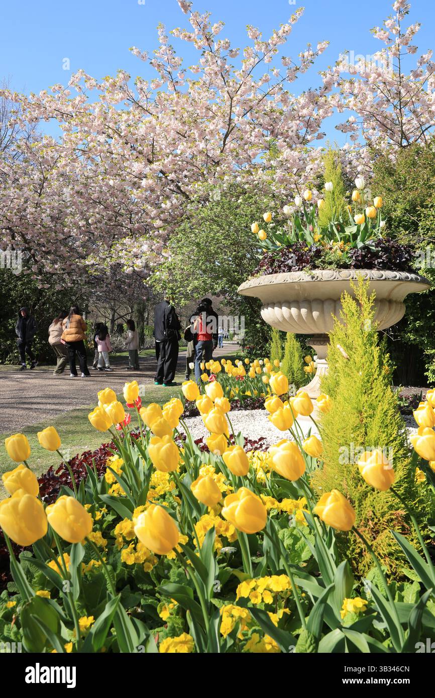 Spring flowers in the English Garden, in Regents Park, in London, UK ...