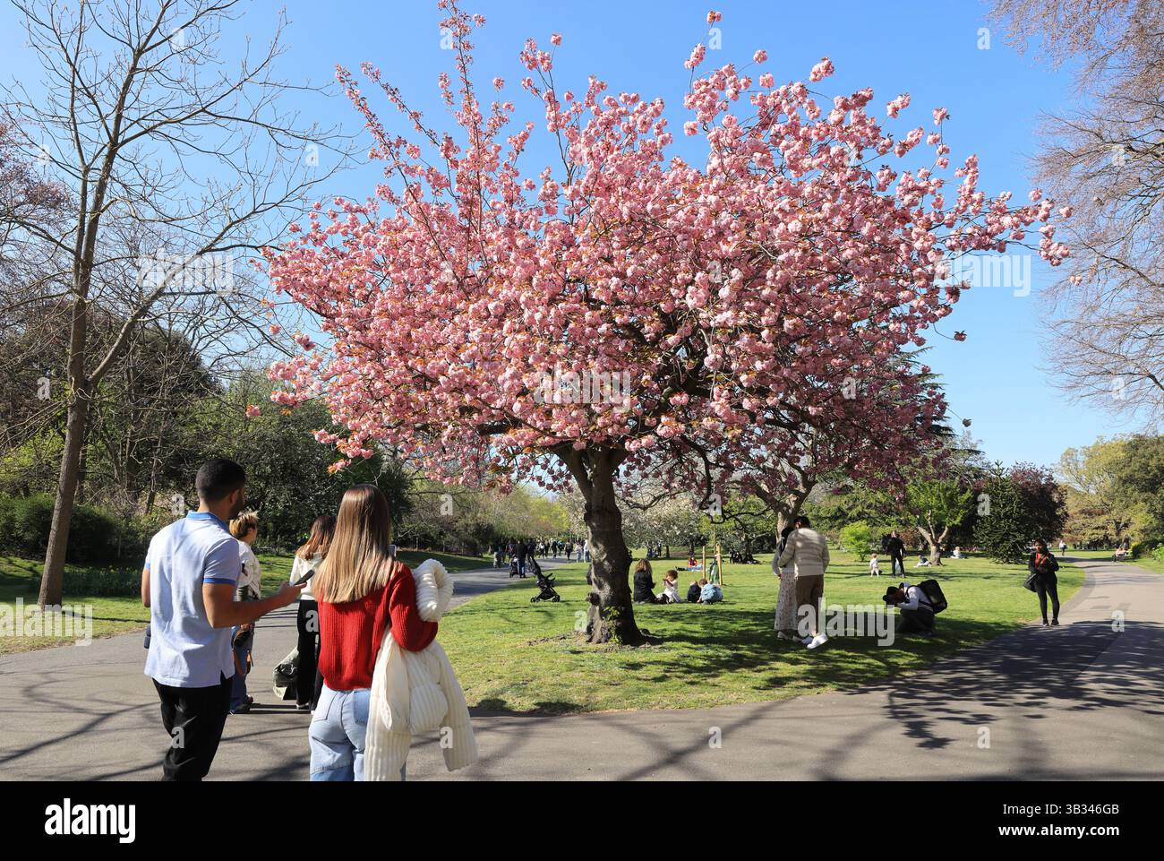 Spring blossom in the English Garden, in Regents Park, in London, UK ...