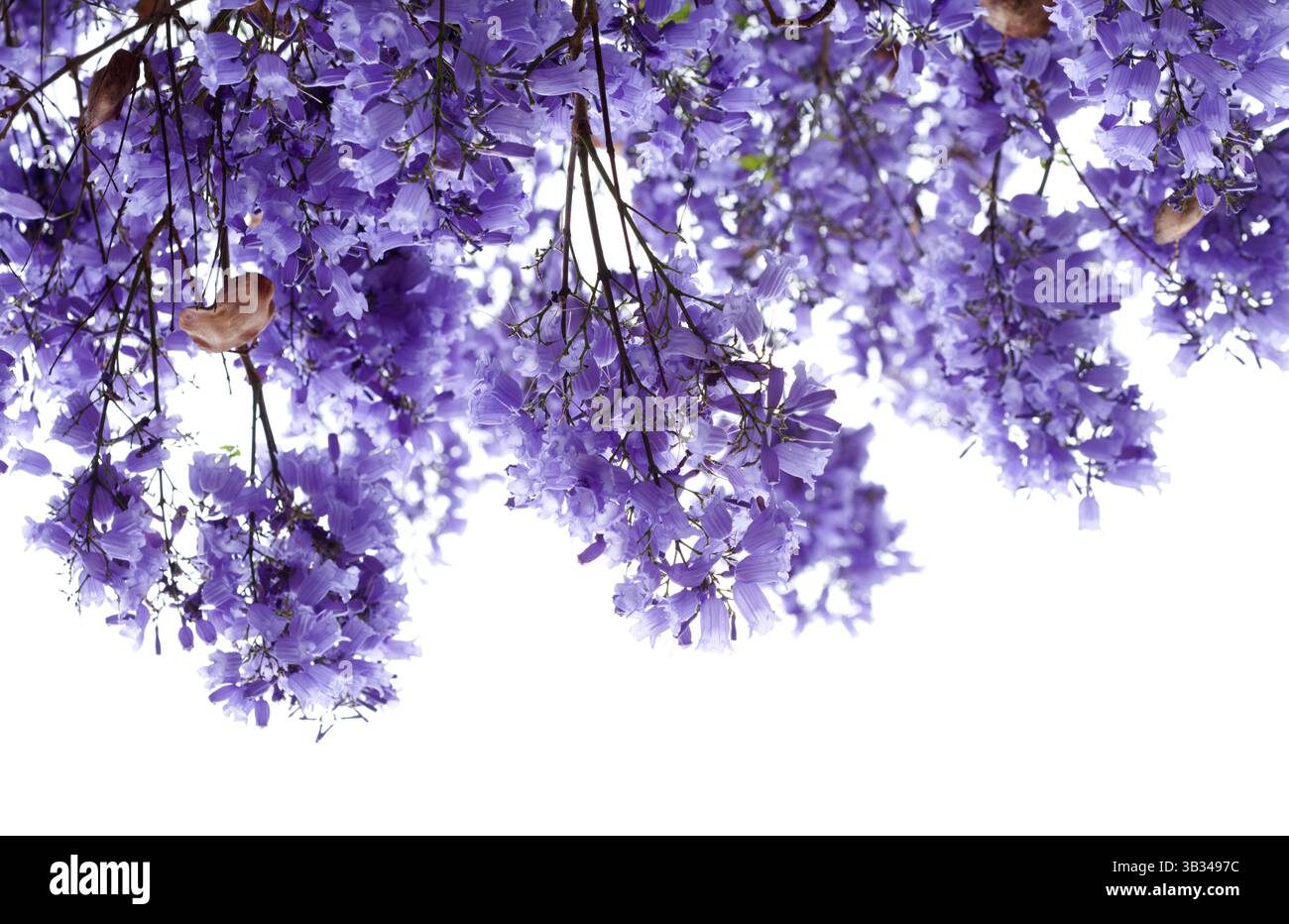 Flowers of blue jacaranda, Jacaranda mimosifolia, isolated on white ...