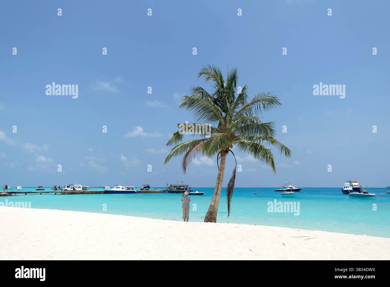 coconut tree, Kokospalme, Cocotier, Cocos nucifera, Fulidhoo Island ...