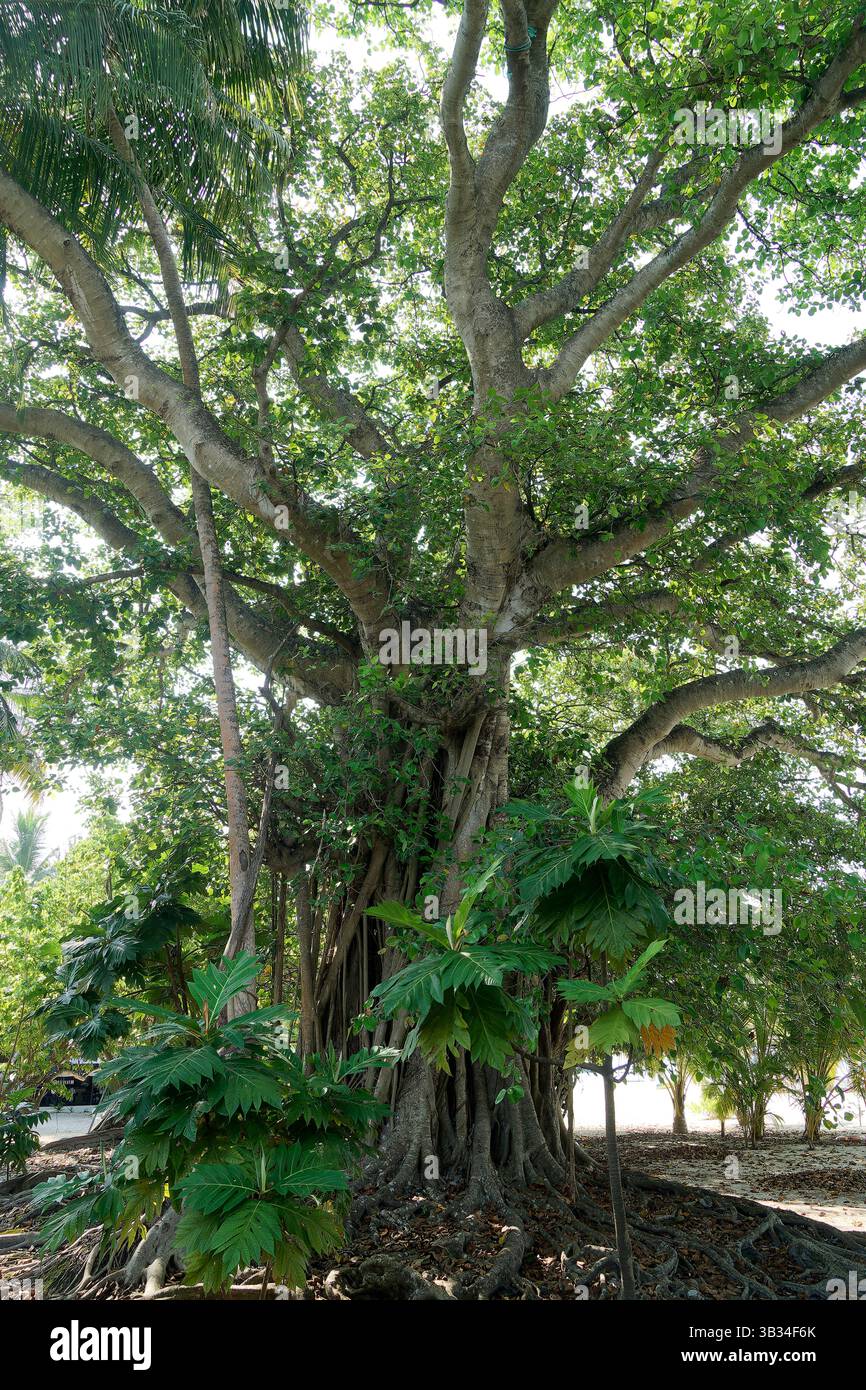 banyan fig, Banyan-Feige, figuier des banians, Ficus benghalensis ...