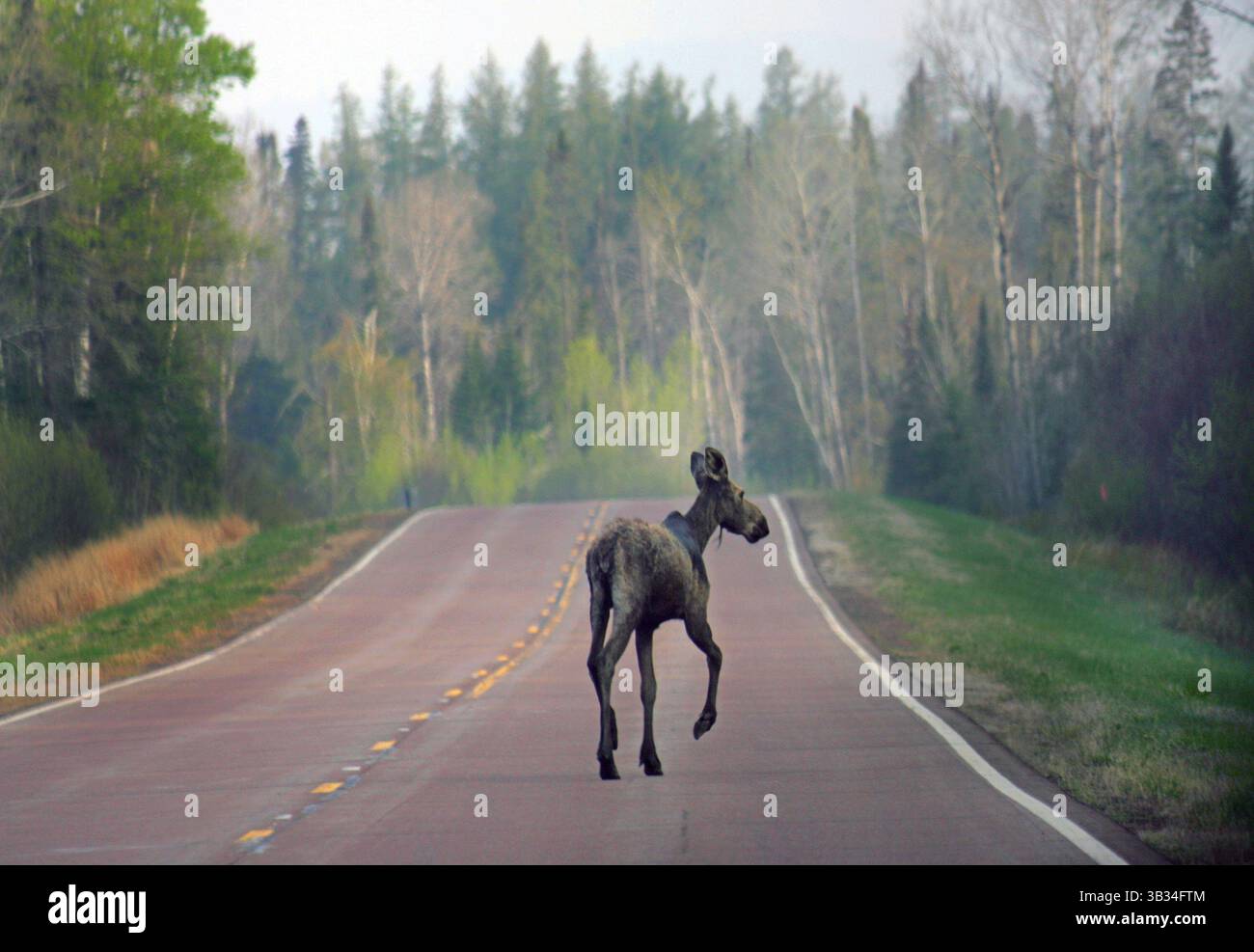 Moose peterson hi-res stock photography and images - Alamy