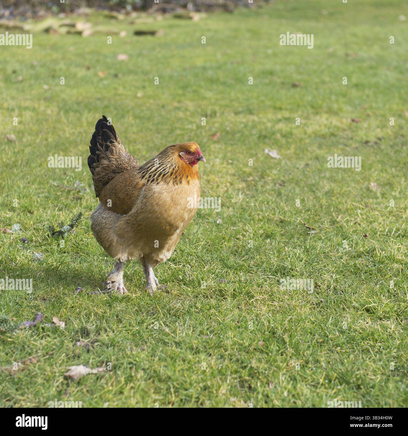 Brahma chicken outdoor in hi-res stock photography and images - Alamy