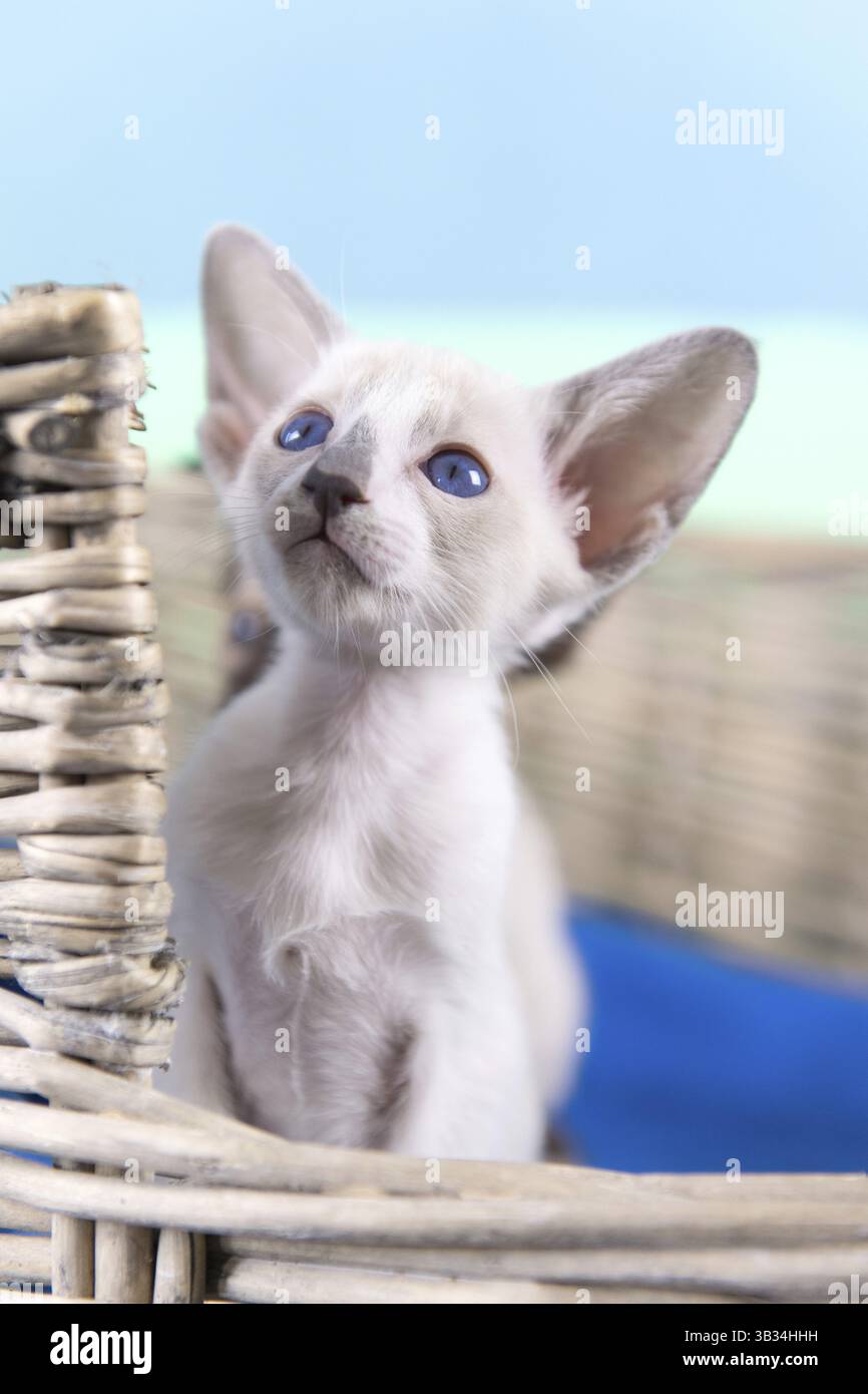 Little pure breed modern Siamese kitten sitting in basket Stock Photo ...