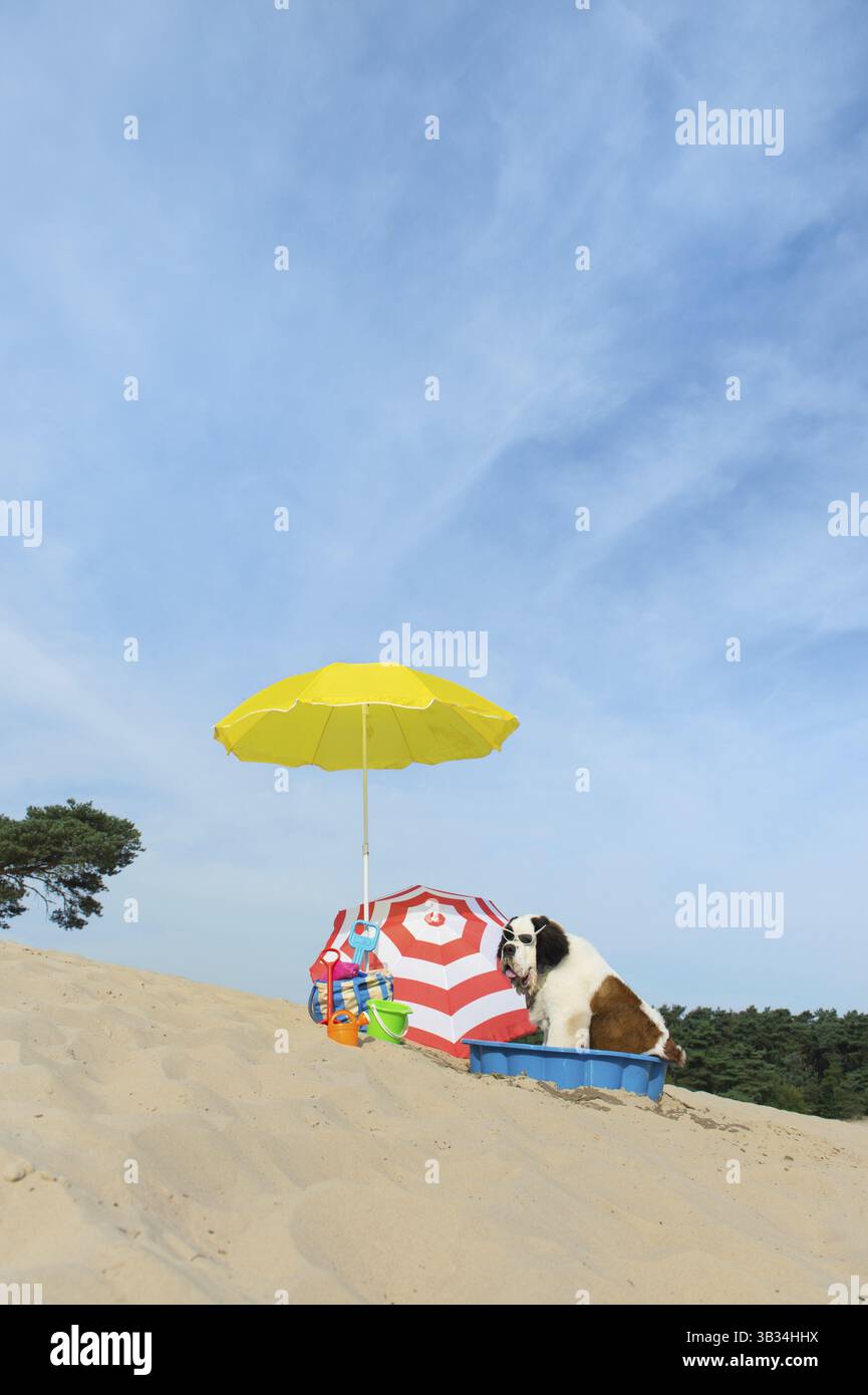 Funny dog is having a cooling down with water and parasol at the beach ...