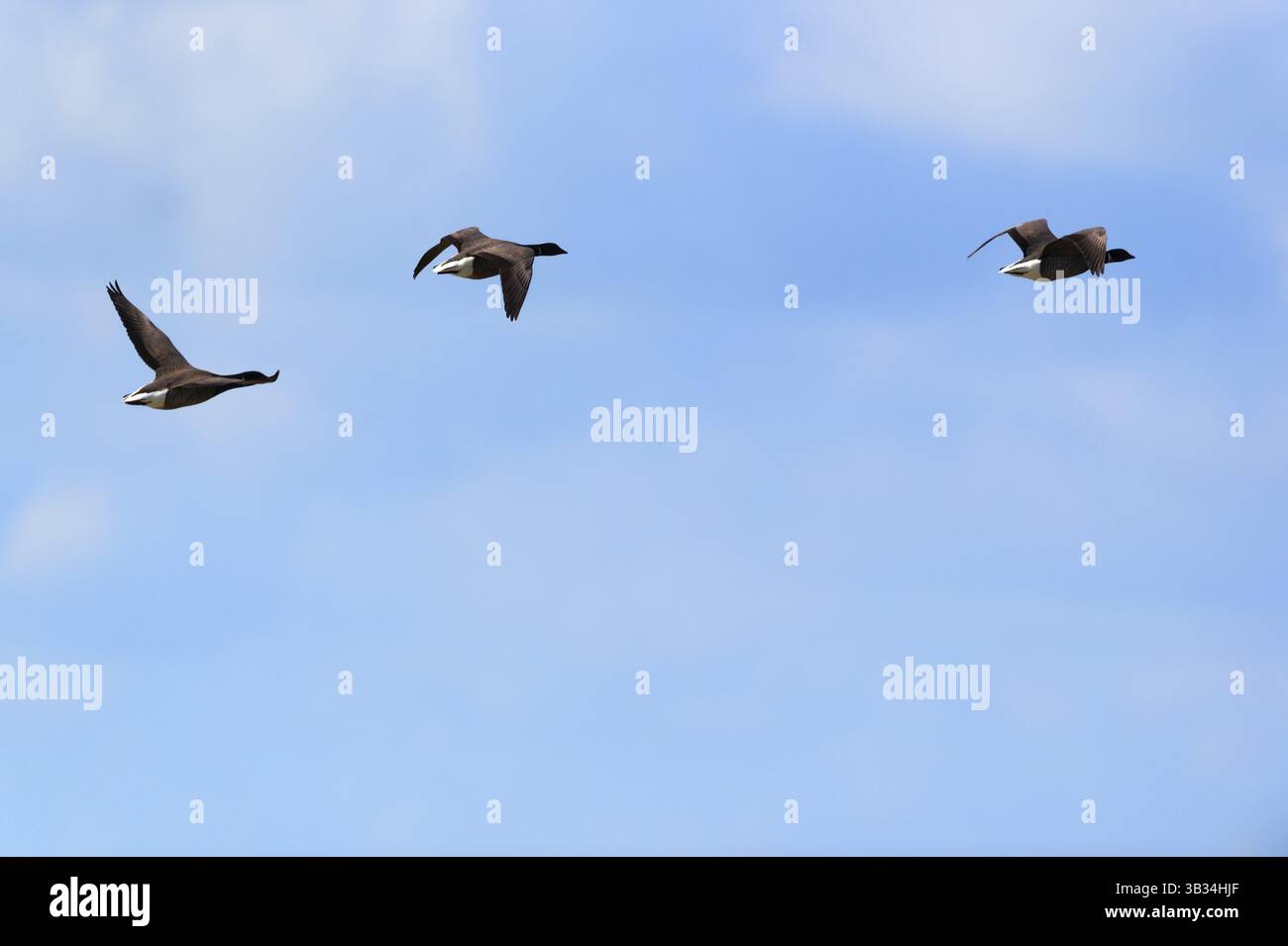Geese flying above the sea at Dutch wadden island Terschelling Stock ...