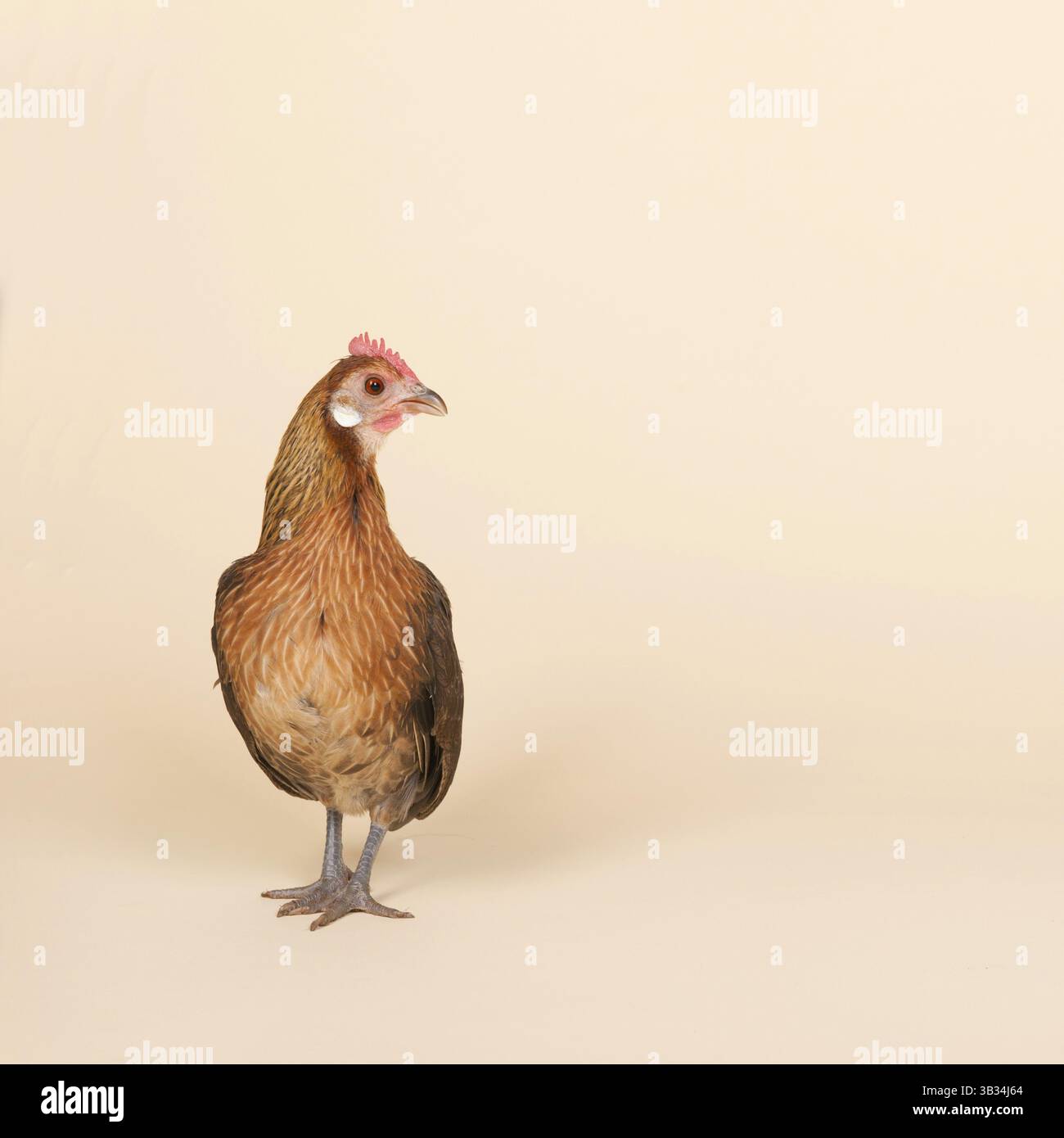 Serama chicken in studio on cream background Stock Photo - Alamy