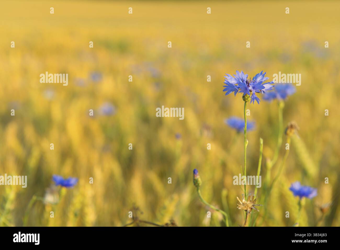 Blue corn flowers in grain field Stock Photo - Alamy