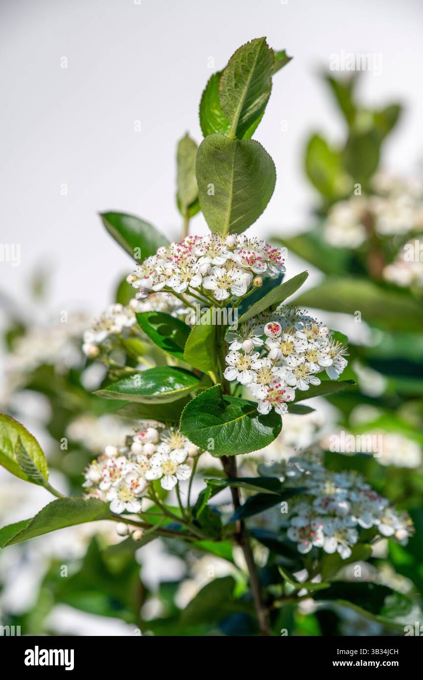 Aronia melanocarpa flowering in the garden. White flowers of the Black ...