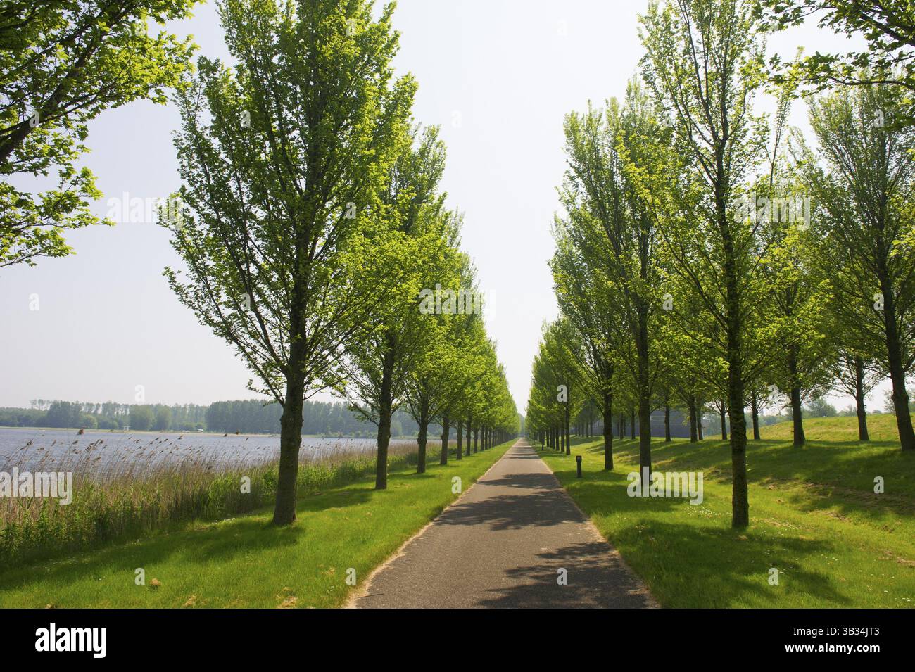 Rows of dutch trees hi-res stock photography and images - Alamy