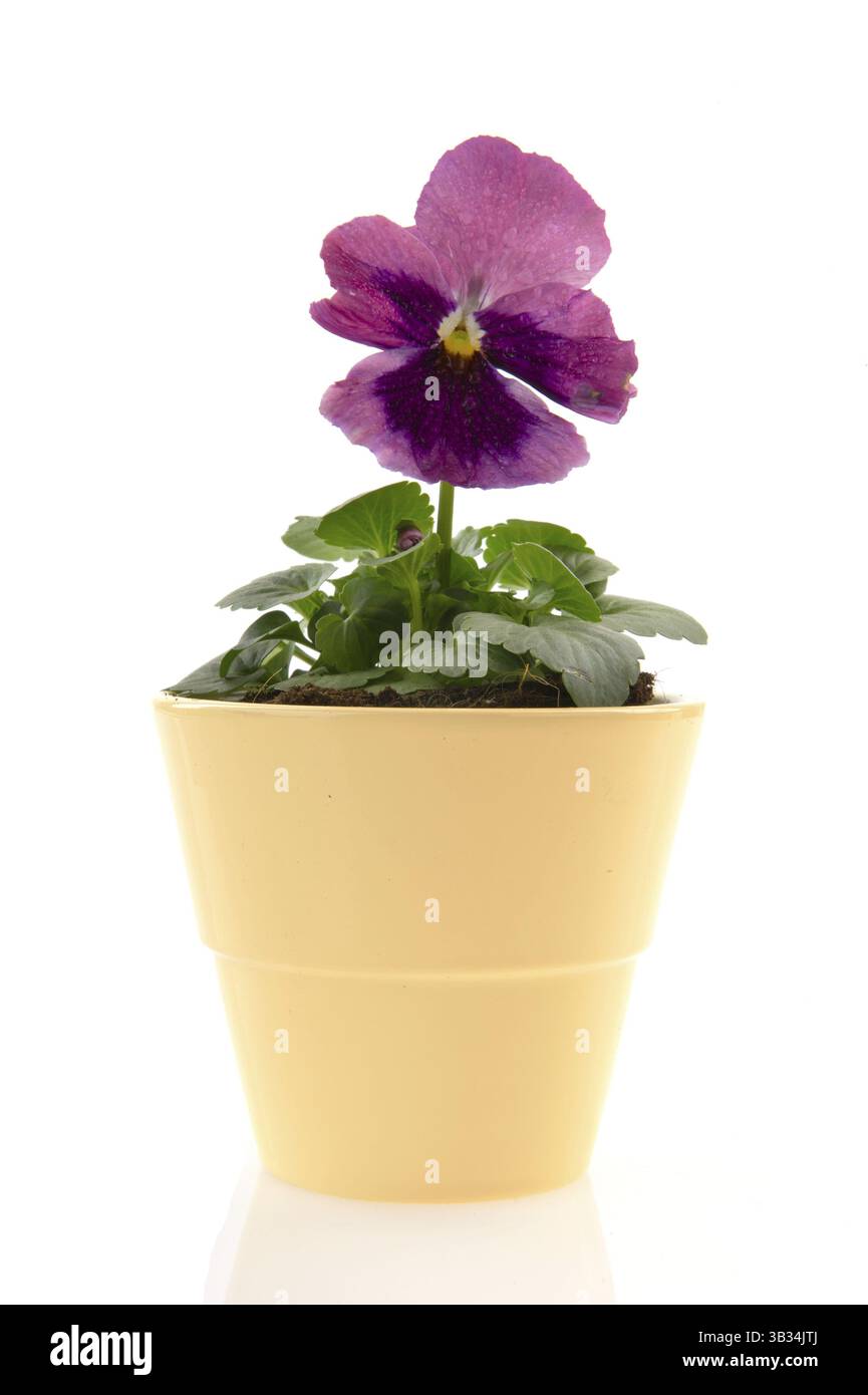 One red Pansy Violet plant in pot isolated over white Stock Photo - Alamy