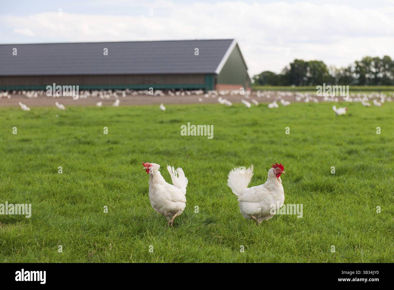 Biological chicken in agriculture landscape Stock Photo - Alamy