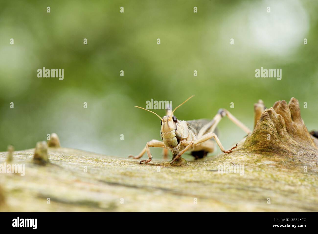 Detailed macro shot grasshopper hi-res stock photography and images - Alamy