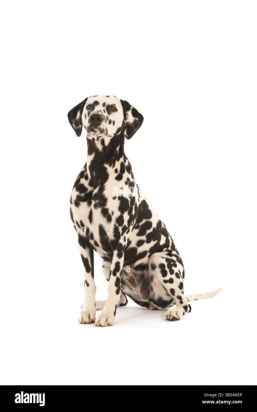 White dog sits in Cut Out Stock Images & Pictures - Alamy