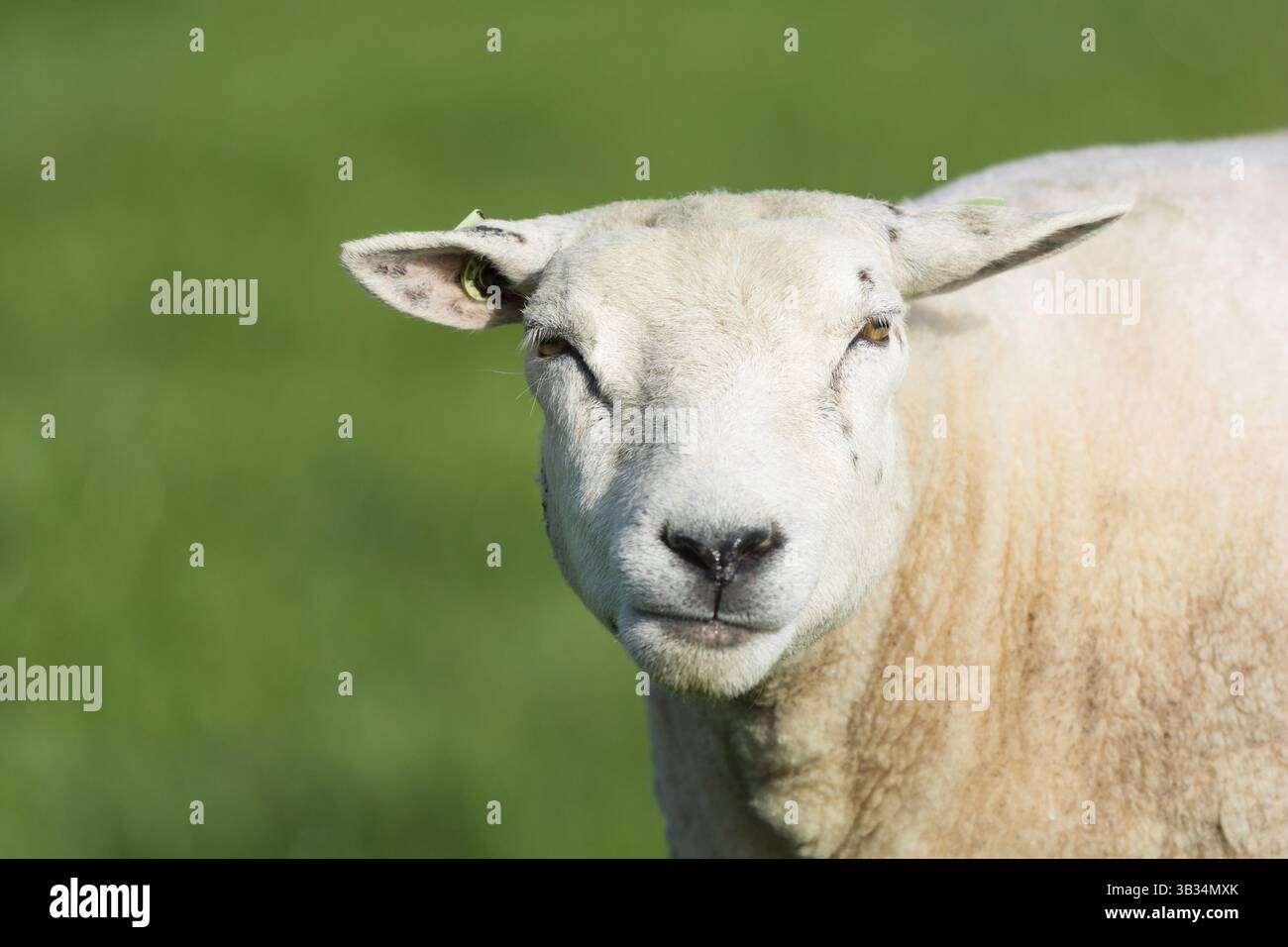 Sheep facing the camera hi-res stock photography and images - Alamy