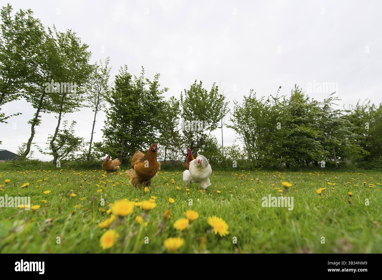Free-range chickens walking outdoor in grass field Stock Photo - Alamy