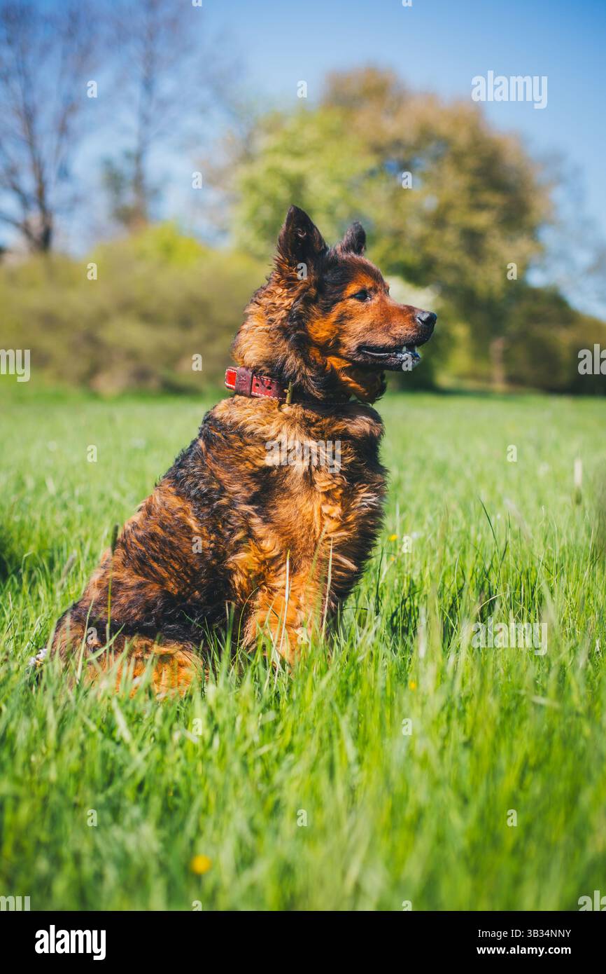 Westerwälder Kuhhund (Old German Sheepdog Stock Photo - Alamy
