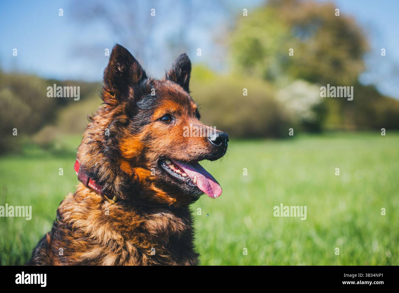 Westerwälder Kuhhund (Old German Sheepdog Stock Photo - Alamy