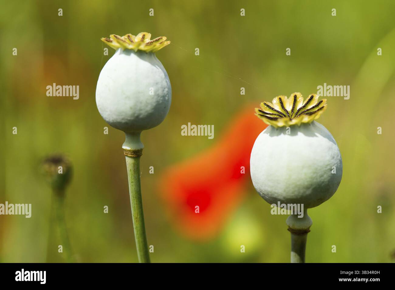 Corn plants flowering shoots in hi-res stock photography and images - Alamy