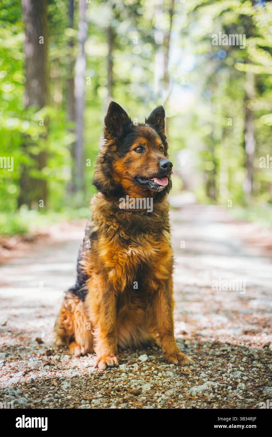 Westerwälder Kuhhund (Old German Sheepdog Stock Photo - Alamy