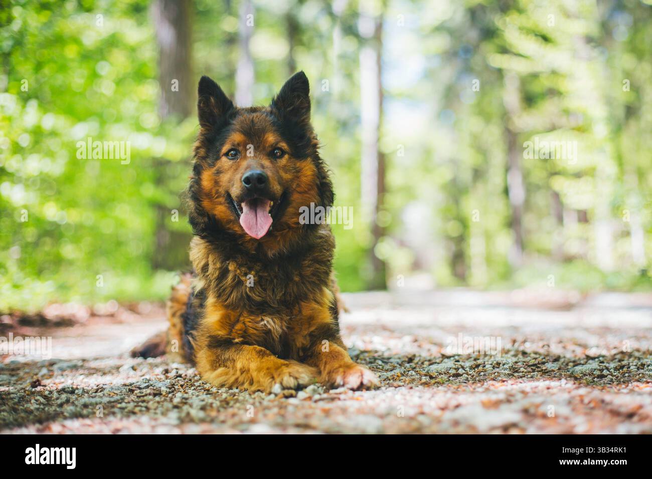 Westerwälder Kuhhund (Old German Sheepdog Stock Photo - Alamy