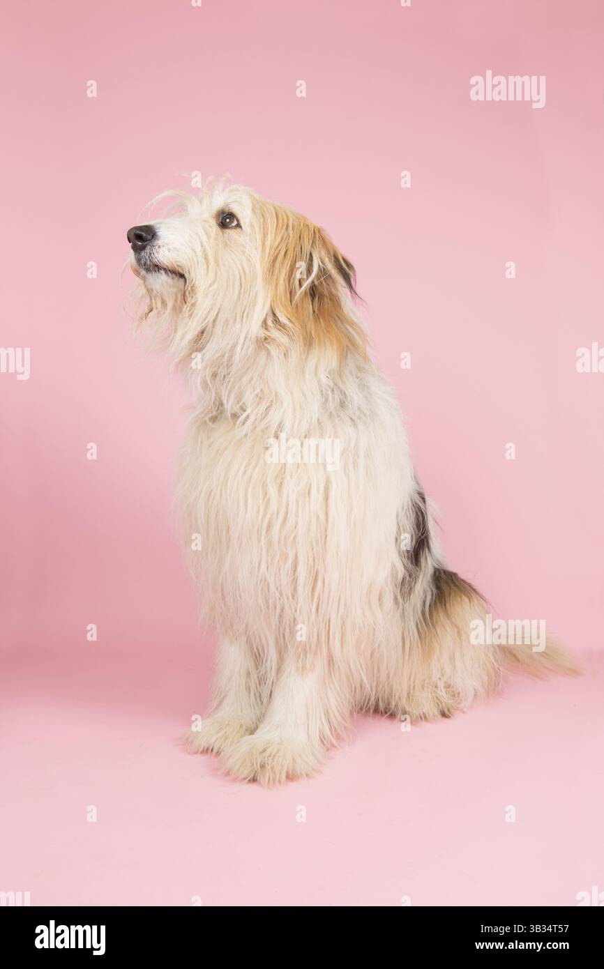Pink and white dog rose hi-res stock photography and images - Alamy