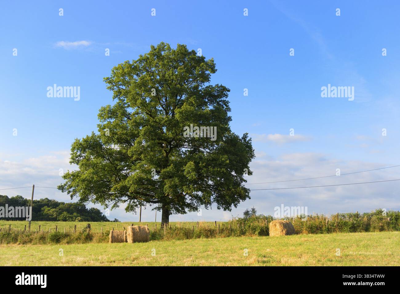 Golden hay rolls drying in the agriculture landscape in French Limousin ...