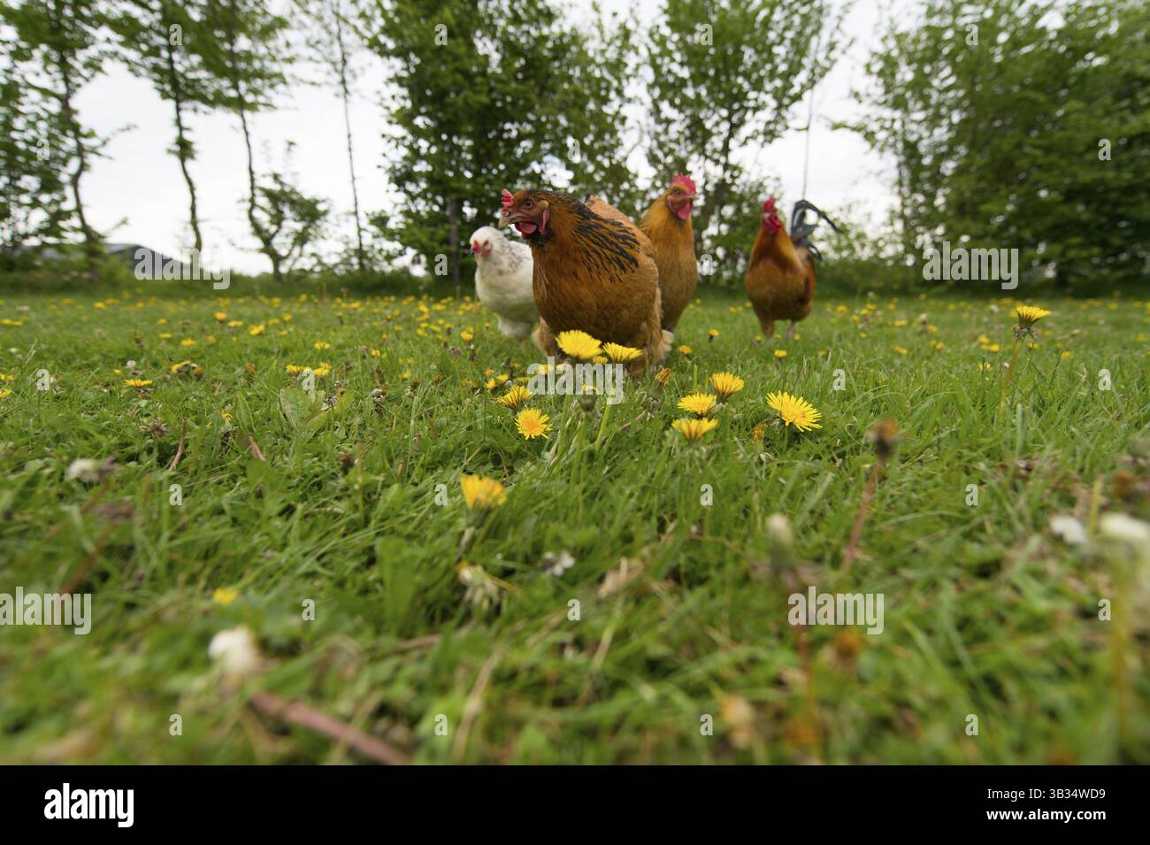 Free-range chickens walking outdoor in grass field Stock Photo - Alamy