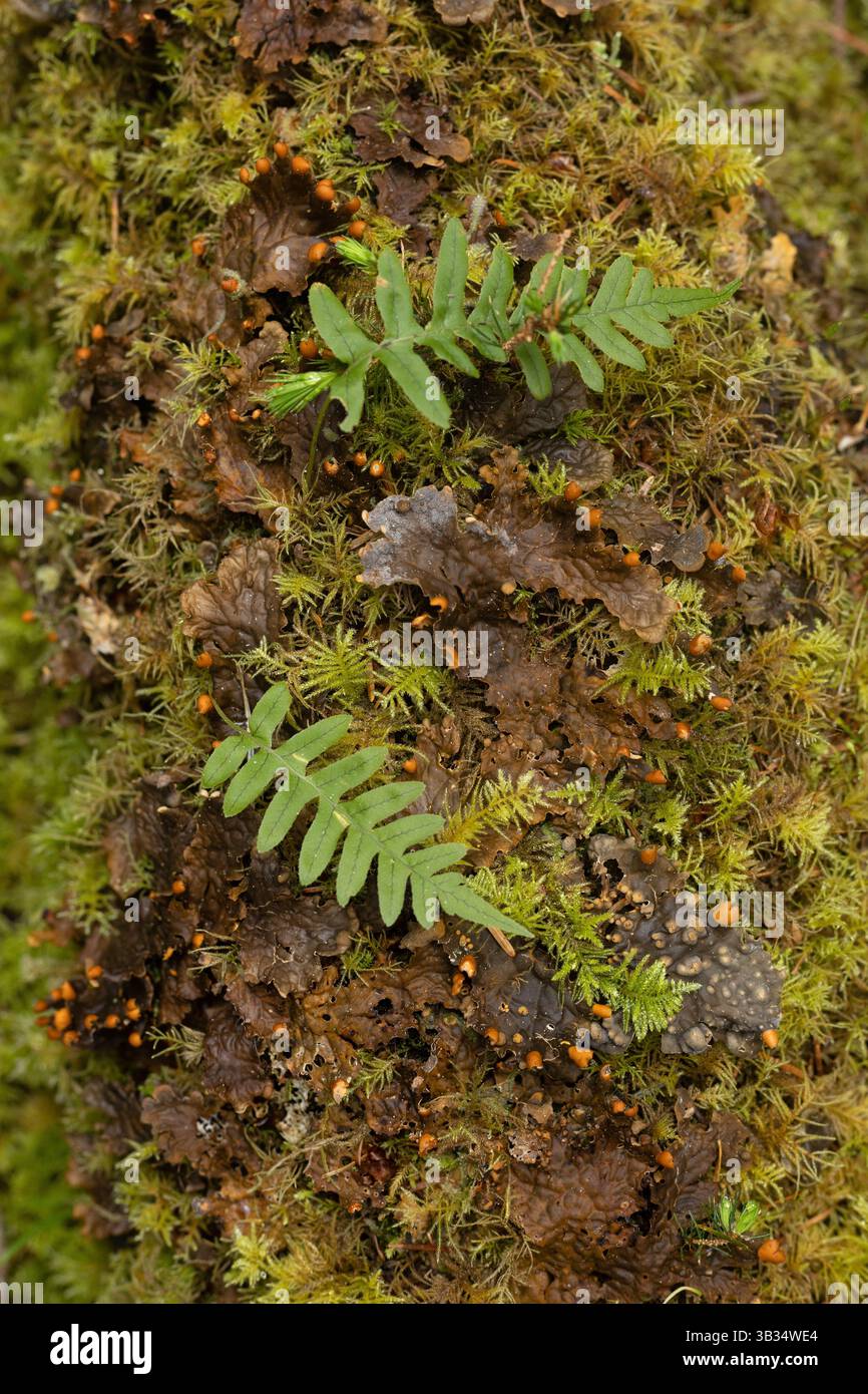 Peltigera membranacea - membranous pelt lichen on a fallen tree Stock ...