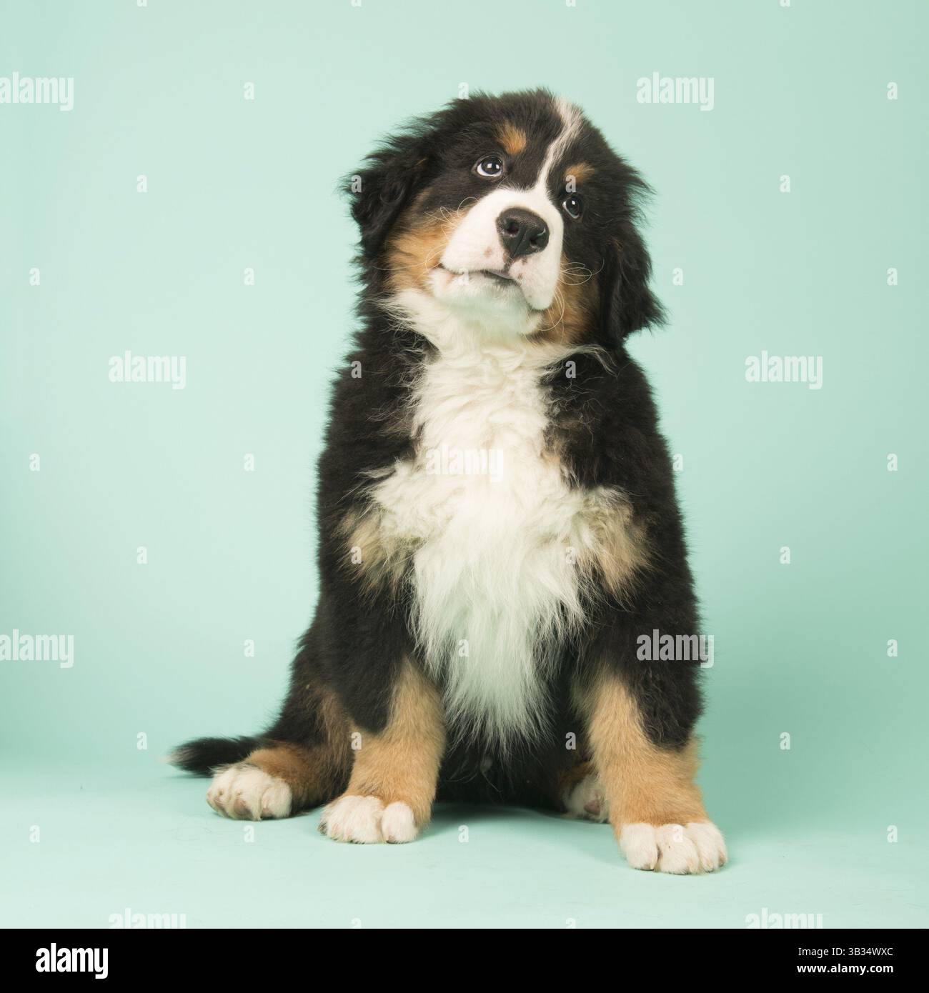 Cute little Bernese Mountain Dog puppy on green background Stock Photo ...