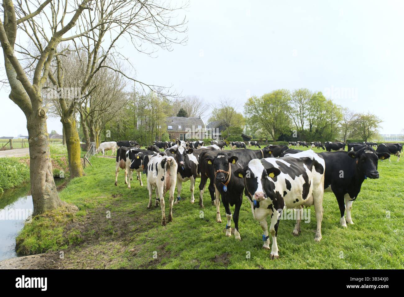 Typical Dutch cows in landscape with farm house Stock Photo - Alamy