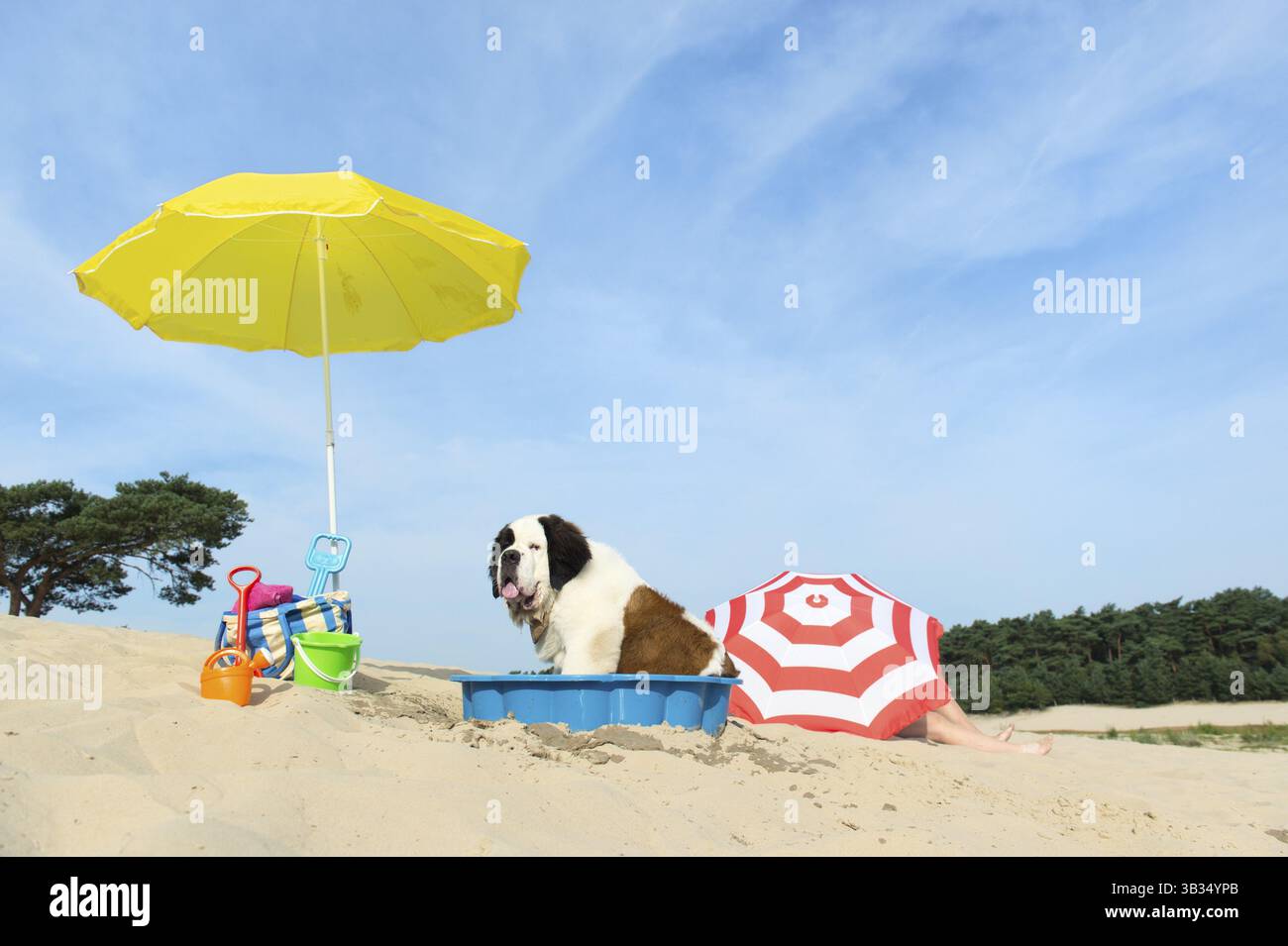 Funny dog is having a cooling down with water and parasol at the beach ...
